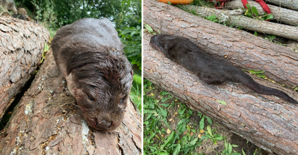 Odderen er tilbage! - Nationalpark Kongernes Nordsjælland