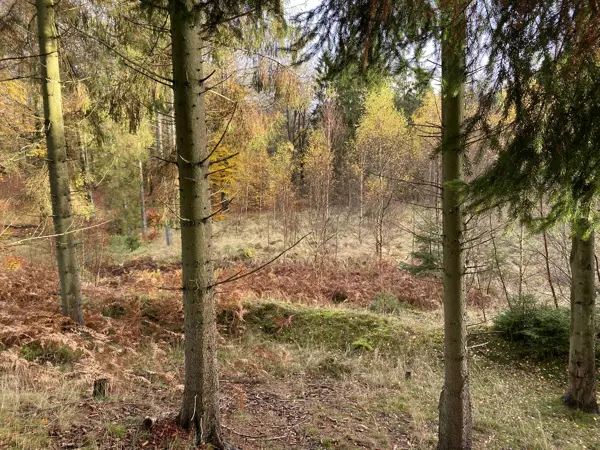 Mere lys til hugorme og truet sommerfugl - Nationalpark Kongernes ...