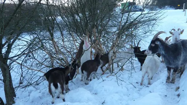 Rosborg Sø og Enge - Naturstyrelsen