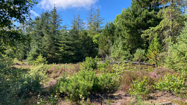 Nationalpark Thys skove og plantager - Nationalpark Thy