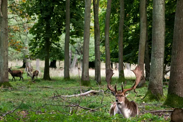 Hunting - The Danish Nature Agency